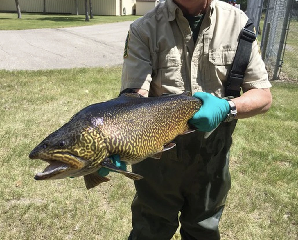Tiger Trout: Hybrid Appeal — Fly Life Media
